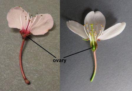 Pikes/Pines | Queens of spring: flowering trees around Capitol Hill ...