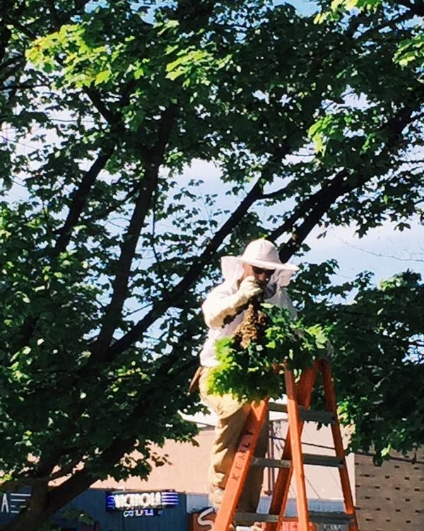 CHS Pics | 15th Ave E, Capitol Hill’s unofficial Pollinator Pathway ...