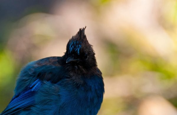 Pikes/Pines | The new bird on the Hill | CHS Capitol Hill Seattle News