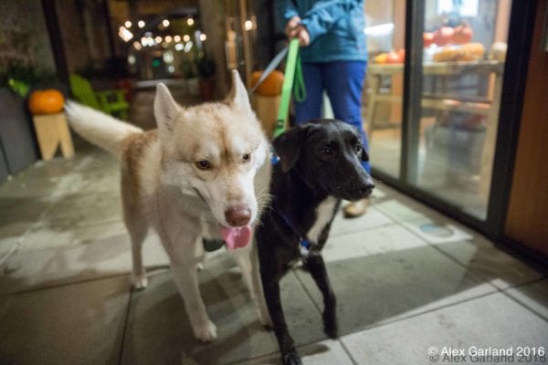 Capitol Hill Pets | Sadie and friend for the night ‘craaazy Husky ...
