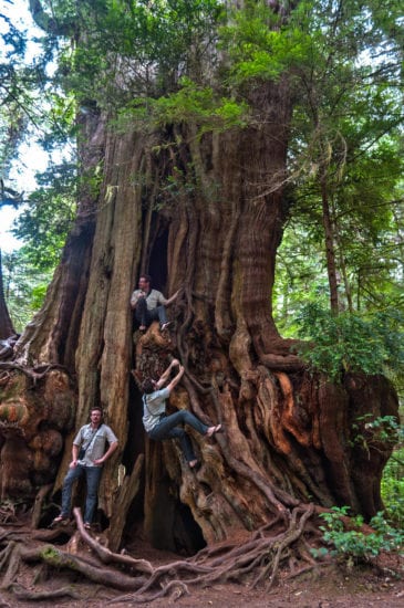 Pikes/Pines | Four trees native to Capitol Hill for four years of ...
