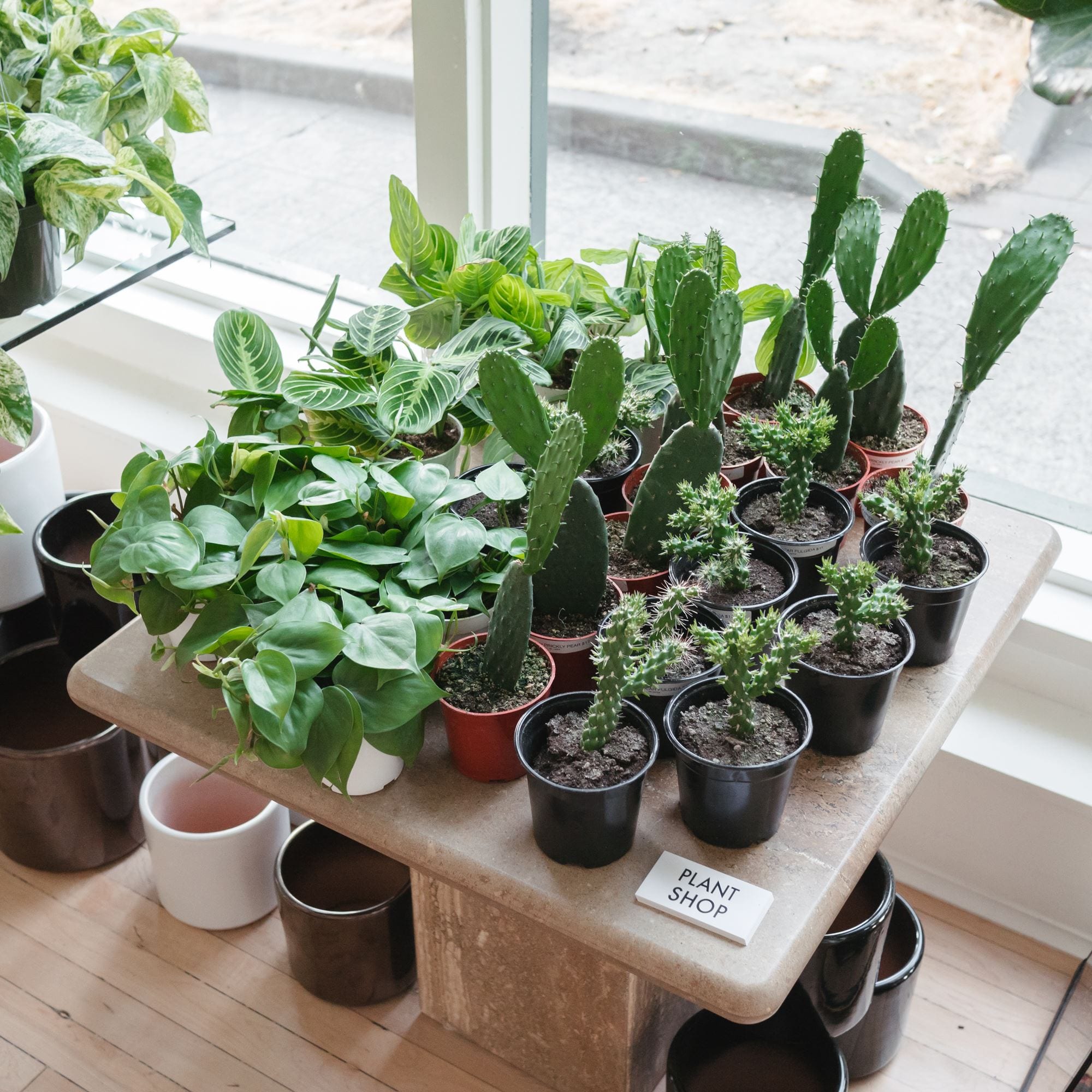 Homestead pops up a new Plant Shop on E Pine | CHS Capitol Hill Seattle ...