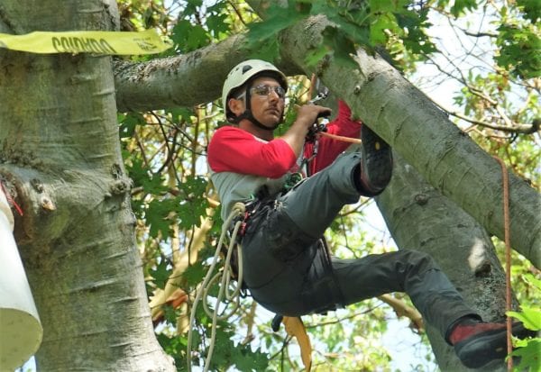CHS Pics | A graceful Pacific Northwest tree climbing competition in ...