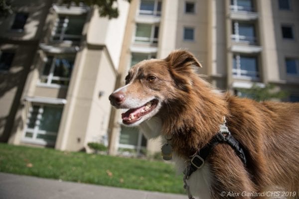 Capitol Hill Pets | Ada Ninkasi, the collie goddess of boop, headed to ...