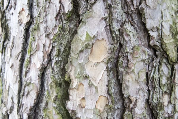 Pikes/Pines | For Capitol Hill trees, beauty is being comfortable and ...