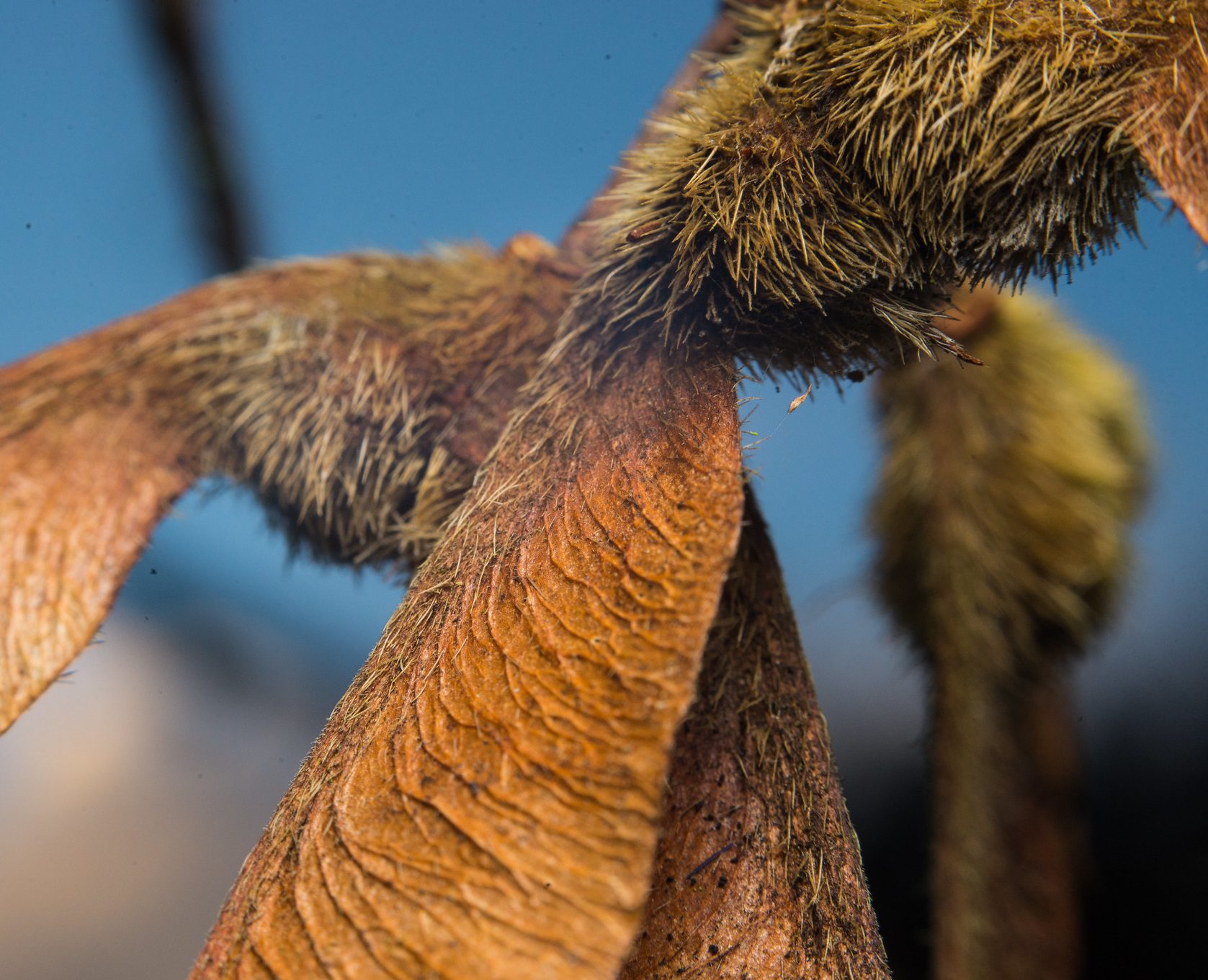 16204798740_8bbca436e9_k | CHS Capitol Hill Seattle News