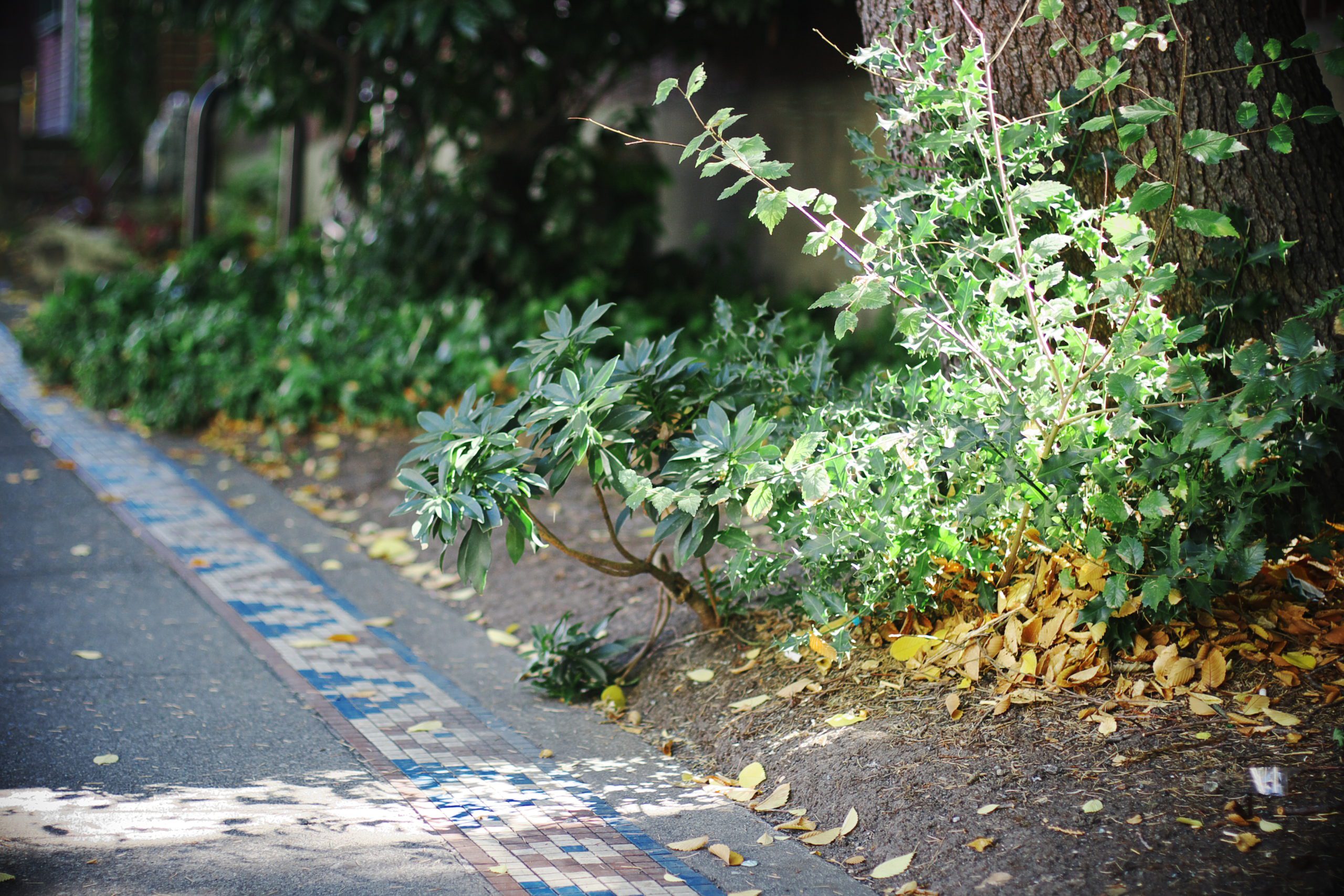 4066377569_ffda08a328_o | CHS Capitol Hill Seattle News