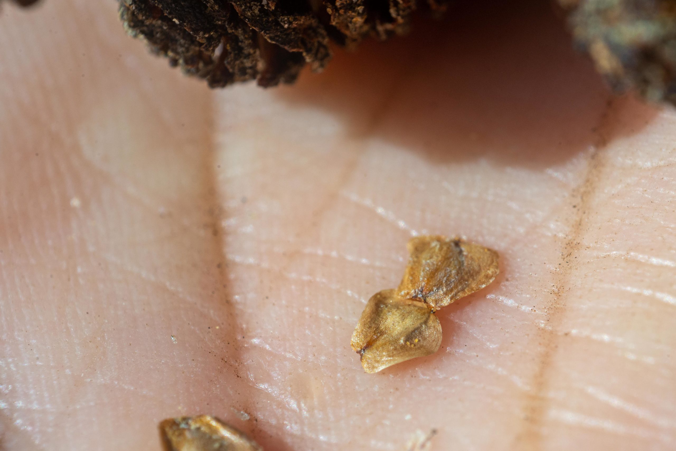 Brendan_McGarry_200425_00016 | CHS Capitol Hill Seattle News