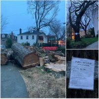 Seattle tree protections update includes plan for new arborist work and ...