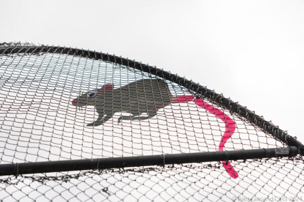 CHS Pics | Cal Anderson Park is also having a Rat Summer | CHS Capitol ...