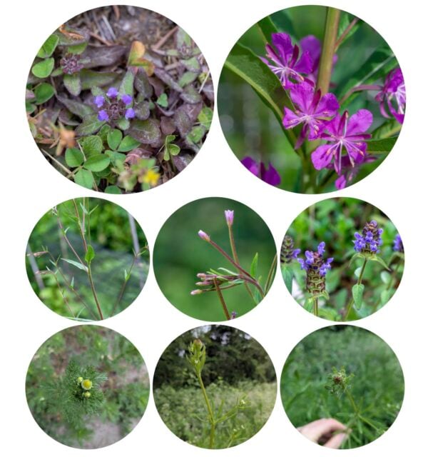 Pikes/Pines | These Capitol Hill weeds are Pacific Northwest native ...